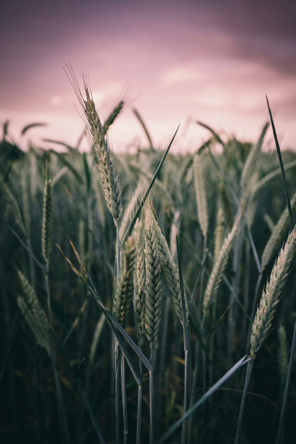Zero Hunger, Example 1 | Sustainable